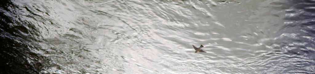 Alexis Lamb and the UARAP Program | Arcomusical